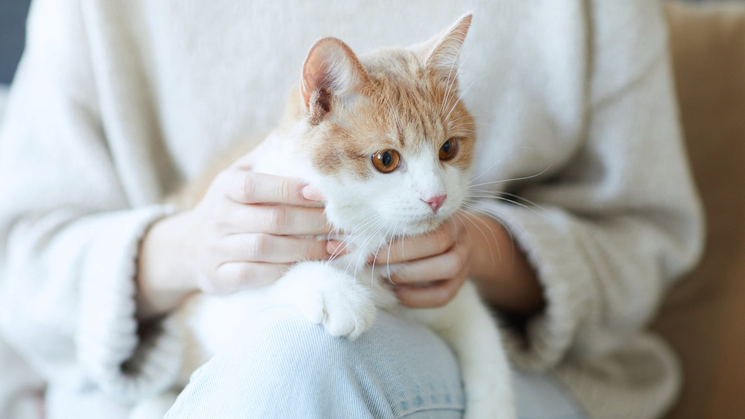 200+ Cách Đặt Tên Cho Mèo Hay Và Ý Nghĩa Nhất – Pi Sà Pet