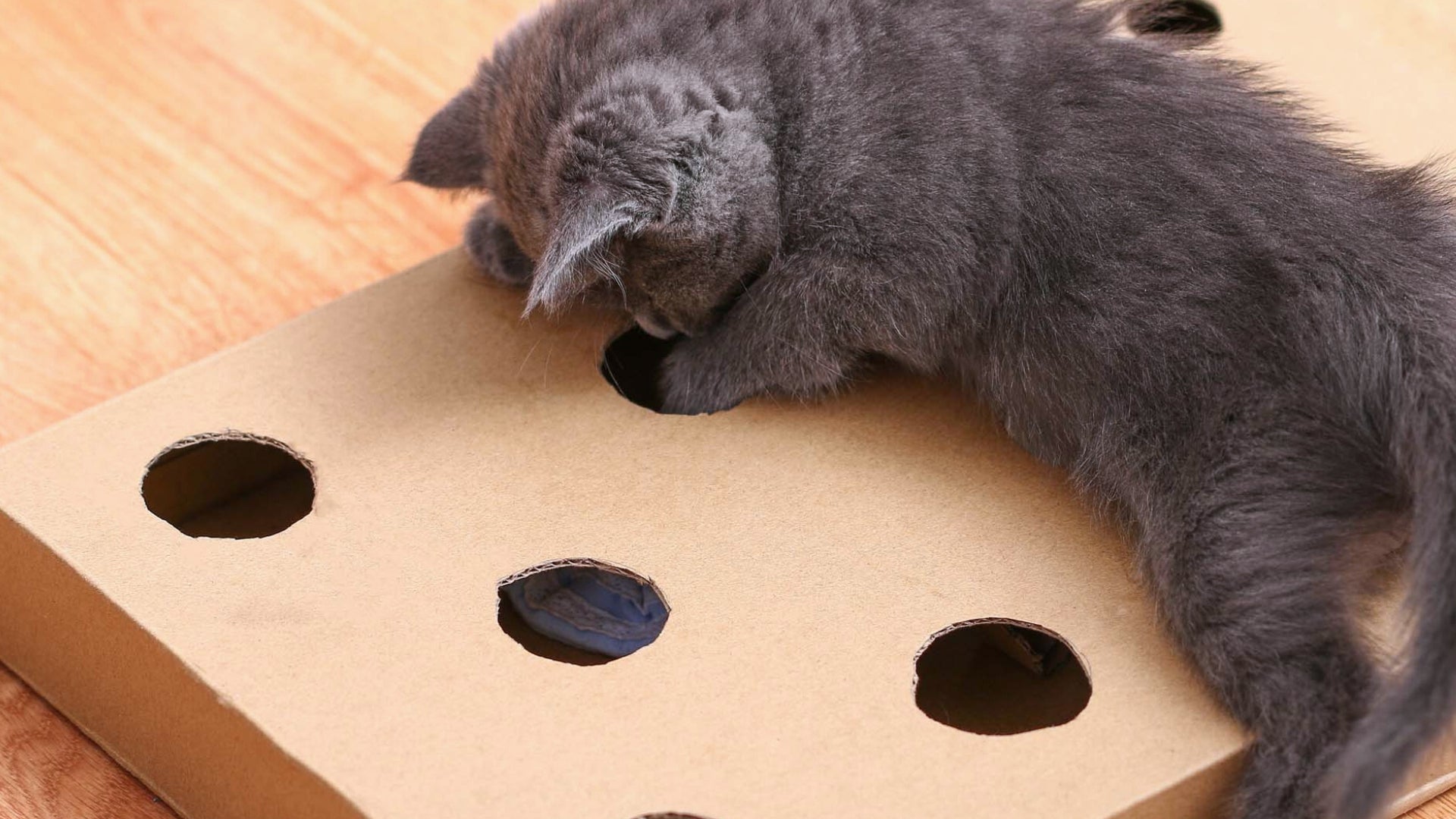 Hướng Dẫn Cách Làm Đồ Chơi Cho Mèo Đơn Giản Tại Nhà – Pi Sà Pet